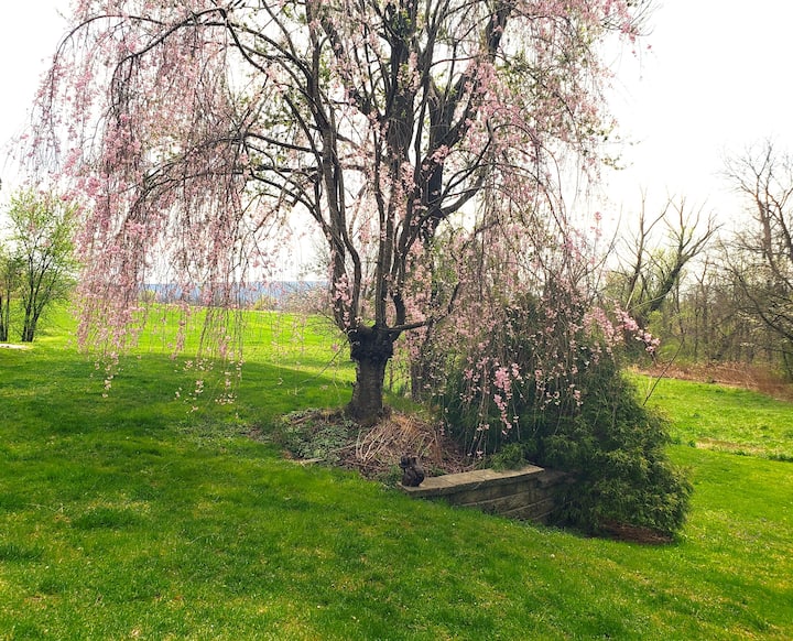 Birch House•colonial Style Home•lovely Spring Stay - Lewisburg, PA