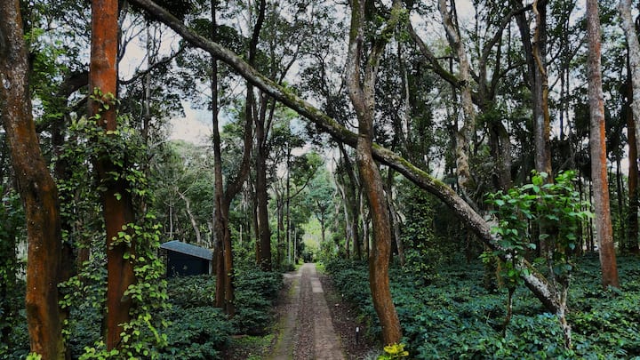 Cove: Nestled Away Retreat - Kerala