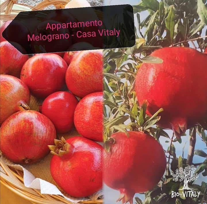 Casa Vitaly
Melograno - Pesaro