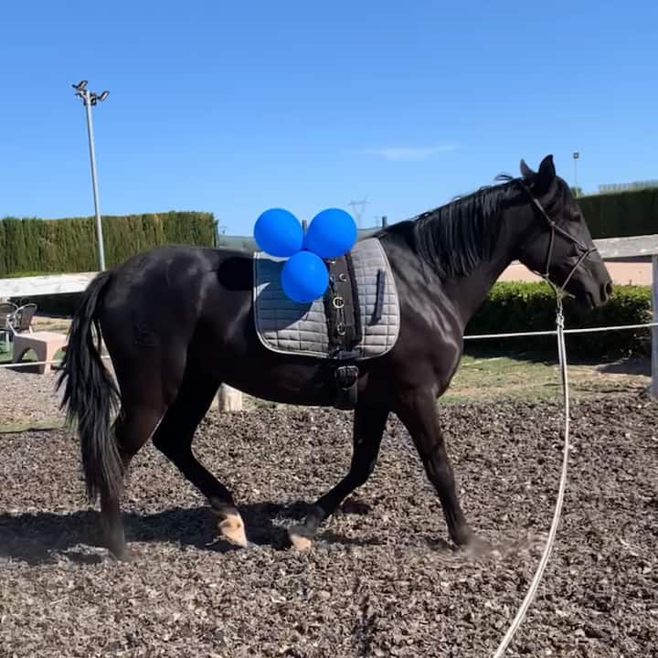 2 Habitaciones Con Caballos Cerca - Torrent