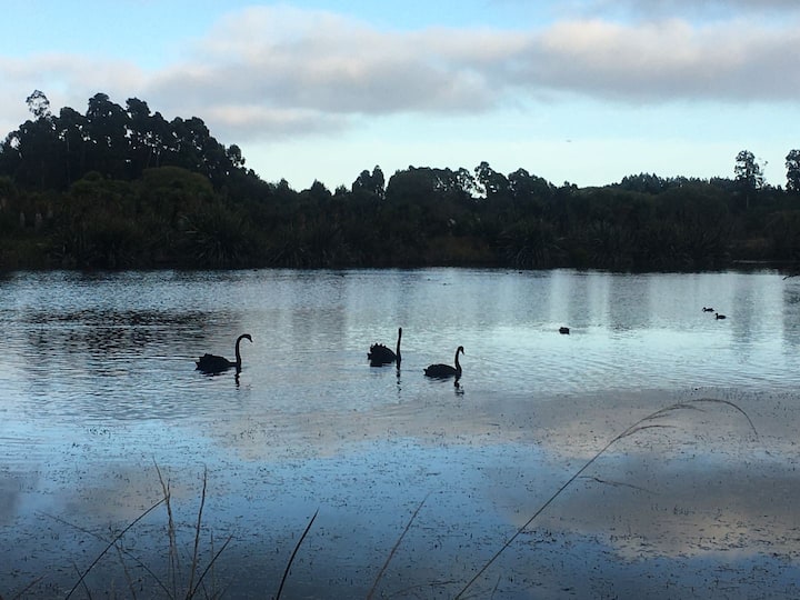 Calm Swan Villa - Christchurch