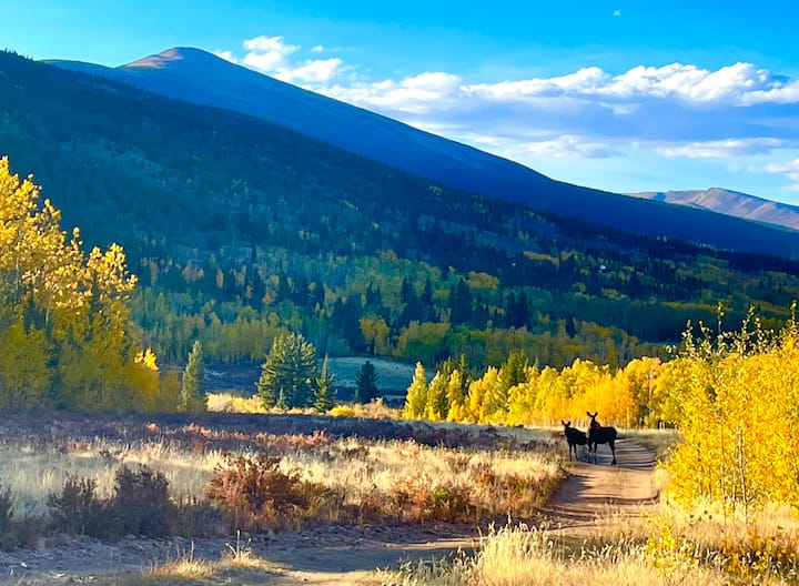 14k Ft Views ~ Private ~ National Forest ~ Fishing - Fairplay, CO