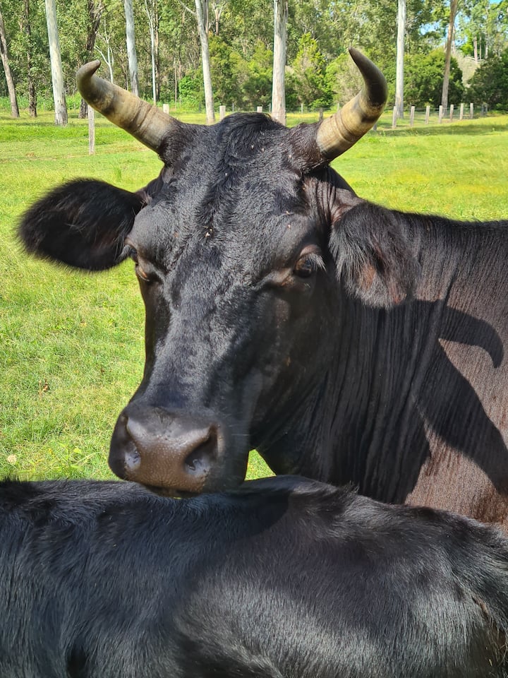 Jjj's Ranch South Kolan - Bundaberg