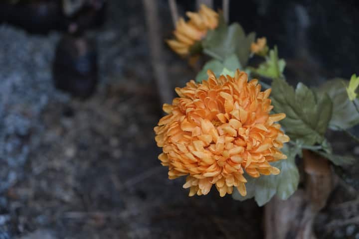 【条-雅竹】Kyoto Traditional Max 8ppl*free Wifi 4rooms* - Kyoto