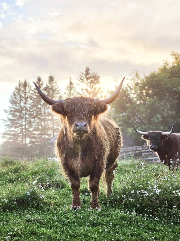 Highland Cow Farm Stay - The Highland Bunkie - Algonquin Provincial Park