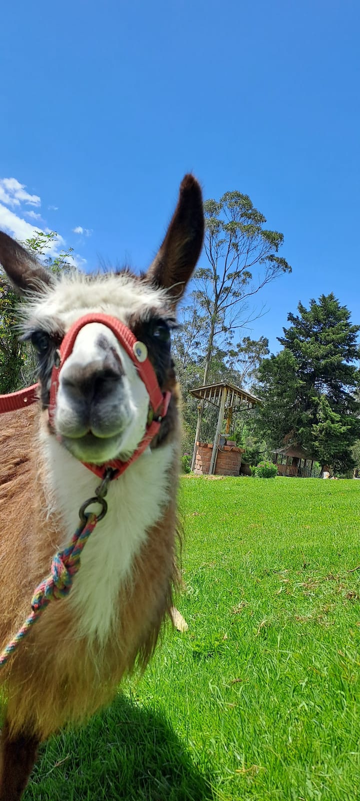 Cabaña Machachi, El Reencuentro. - Machachi