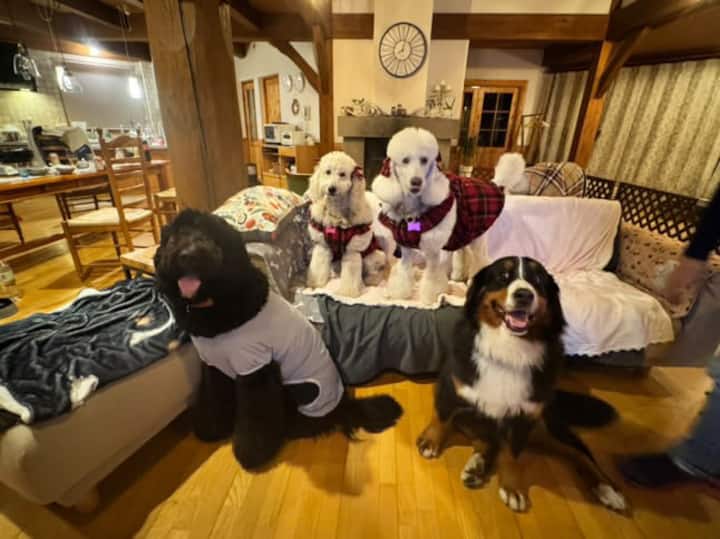 しろたい麓の静かなロッジでバーニーズマウンテンドッグと楽しい時間を。犬連れのゲストも大歓迎！ - Hakodate
