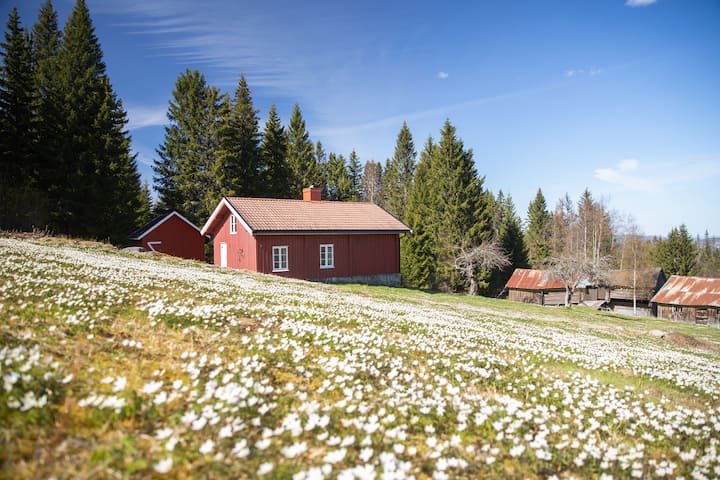 Koselig Setervang I Skogen - Kongsvinger