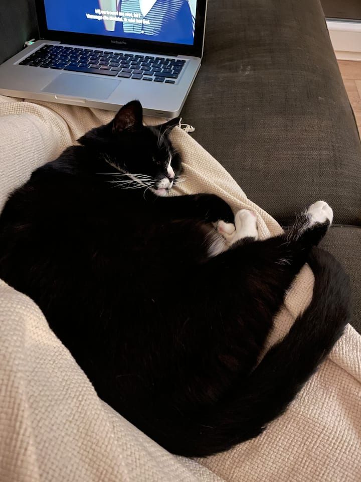 Tasteful Home For Cat-loving Digital Nomads - Gand