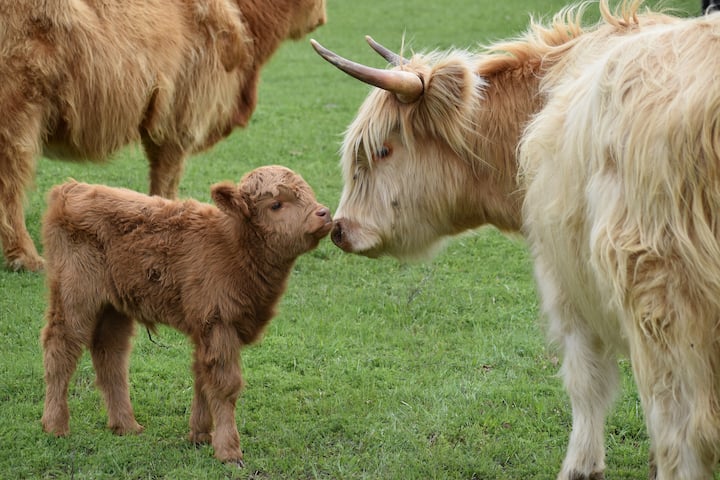Big Red Barn & Bed At Moo & Bray Farm - Texas
