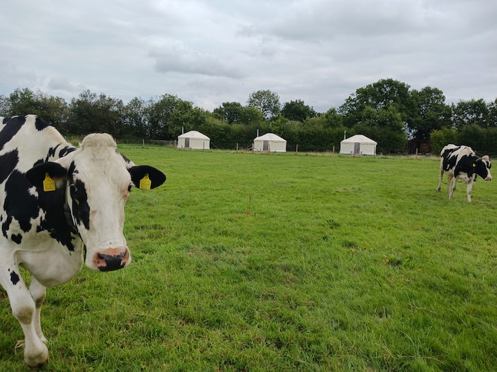 Lanetreehideaways- 2 Out Of 3 Yurts Exclusively U! - Uttoxeter