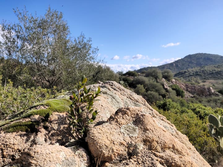 La Casetta In Campagna - Girasole