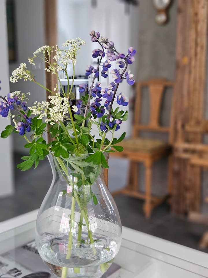 Gattonero - Islandia