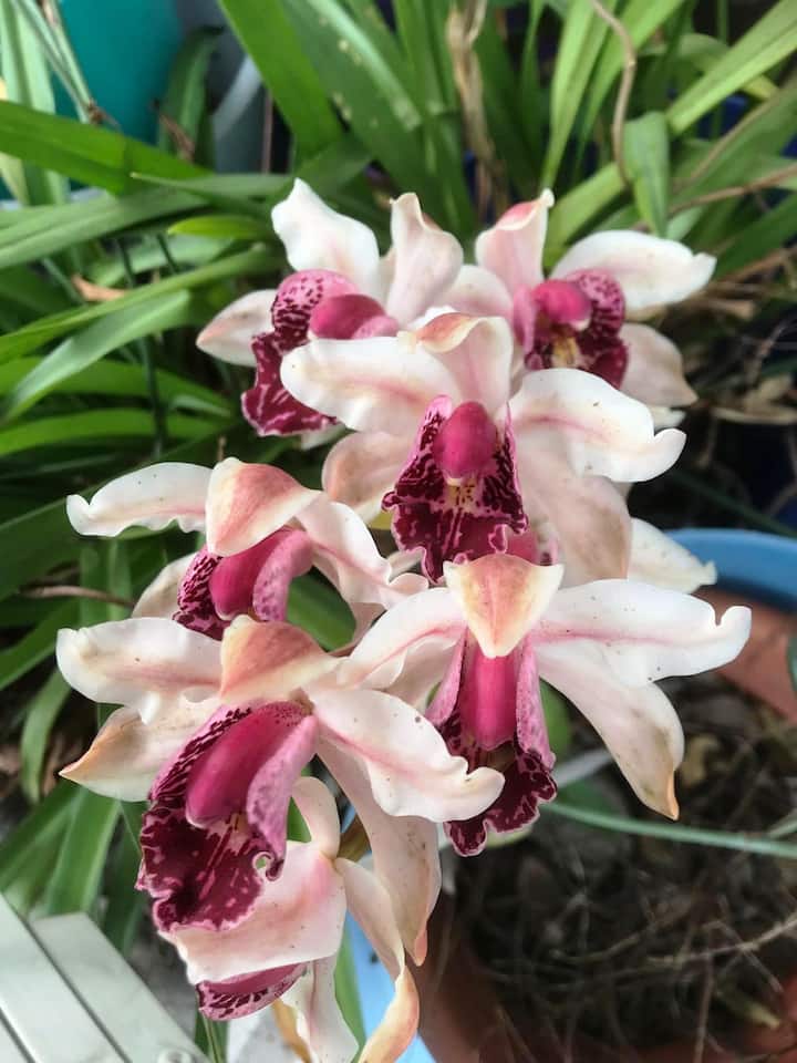 Nuovo Bilocale Con Terrazzo In Zona Nolo - Loreto - Mailand