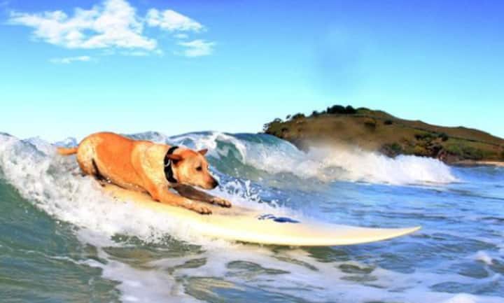 Towners Beach Shack-charismatic & Pet Friendly - Cabarita Beach