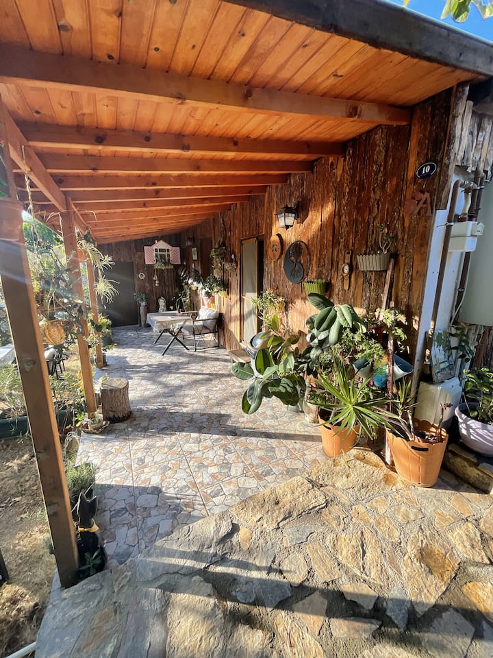 Olive / Zeytin / Oliven - Urla