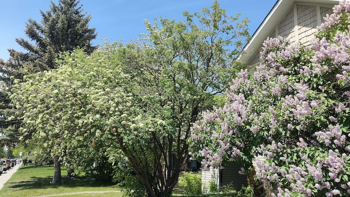 7 Bedrooms Air Conditioning Near Downtown - 卡加利