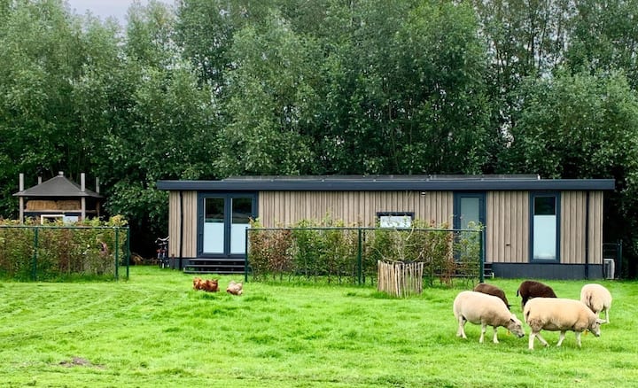 Slapen Tussen De Schapen In De Stad Utrecht - 