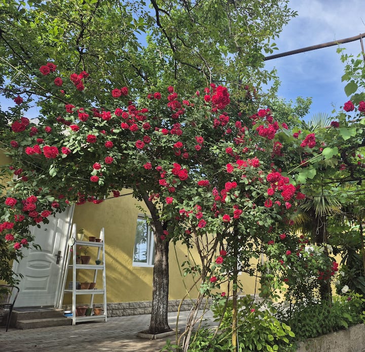 Casa Verde - Tbilissi