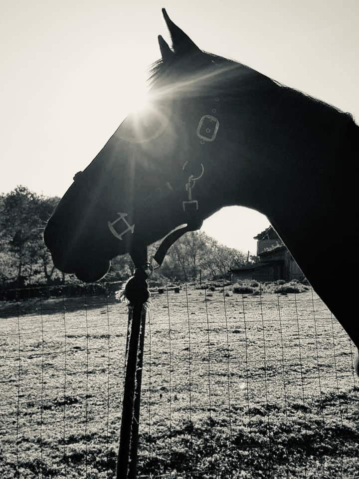 Location Maison Mirambeau - 17150 - Département Charente-Maritime