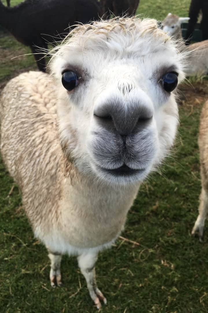Breakfast with Alpacas - Airbnb