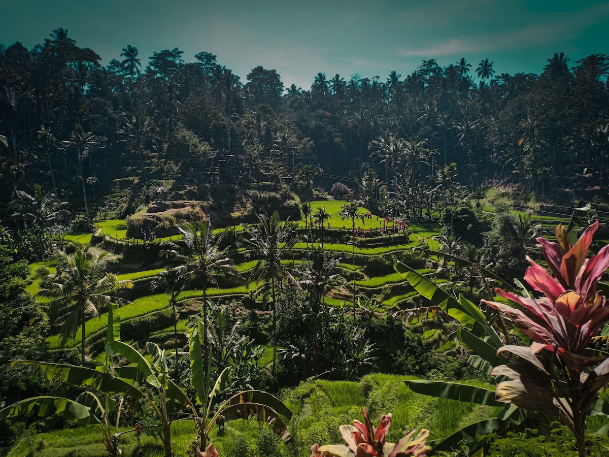 Things to do in Ubud | Experiences, Activities, Tours & More! - Bali ...