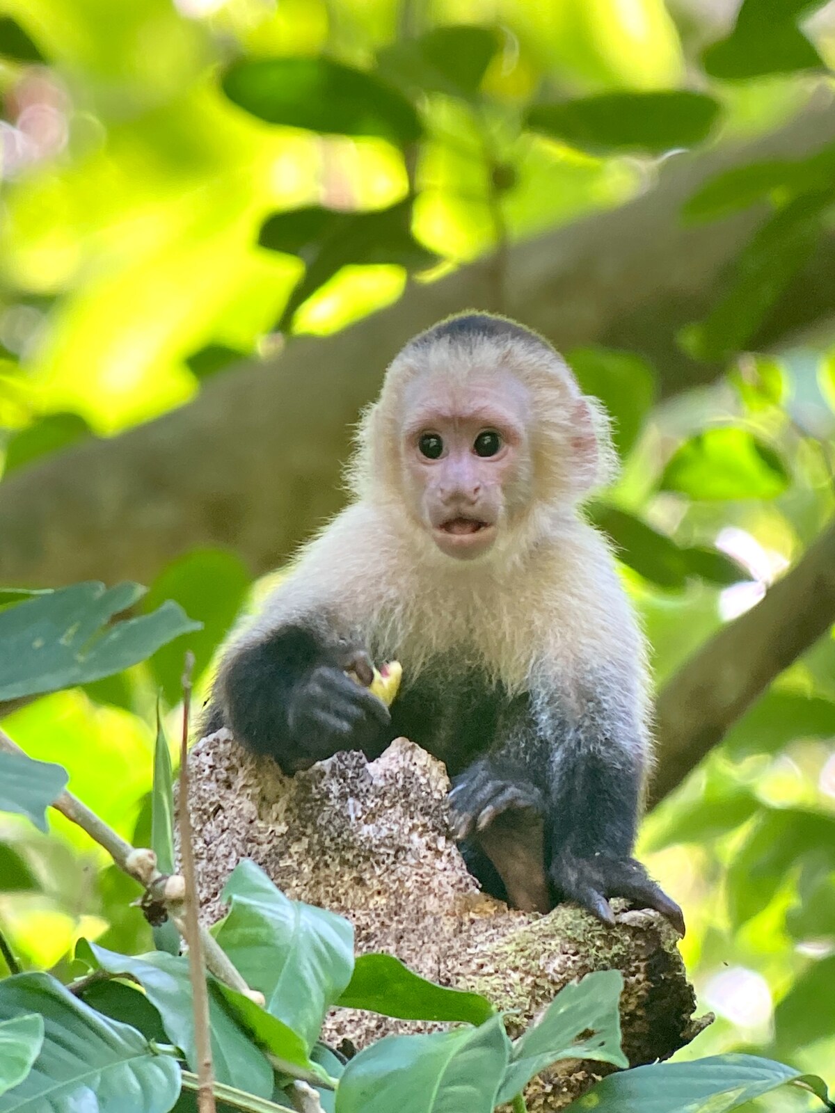 Las mejores actividades en Quepos | Paseos y experiencias únicas ...