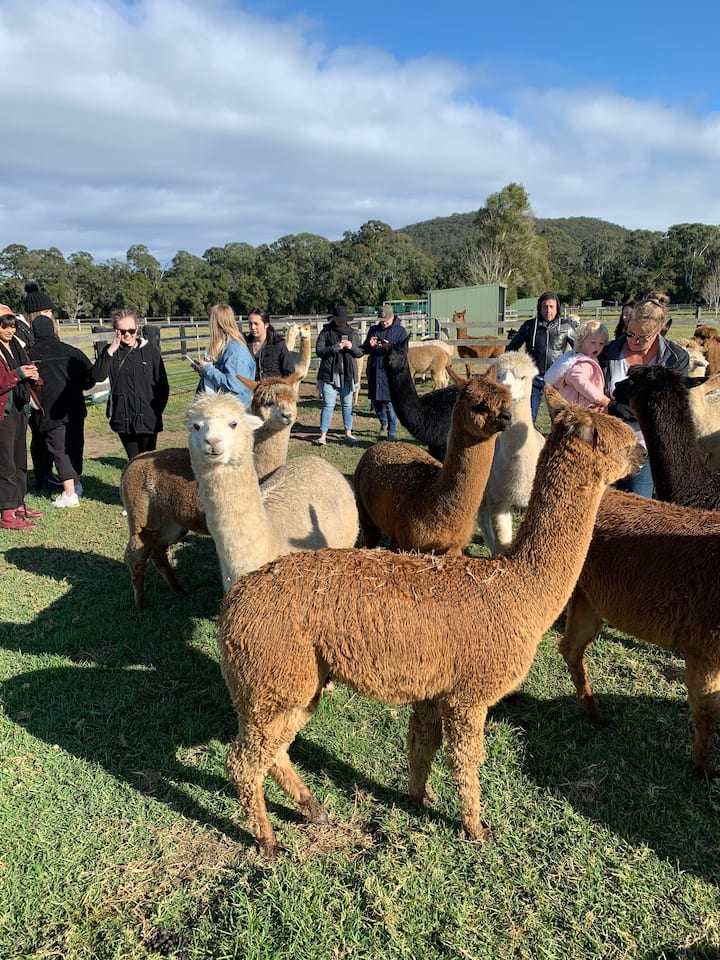 Alpaca farm visit - Airbnb