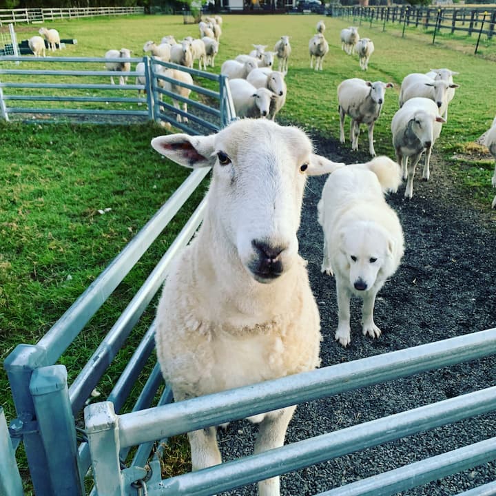 Alpaca farm visit - Airbnb