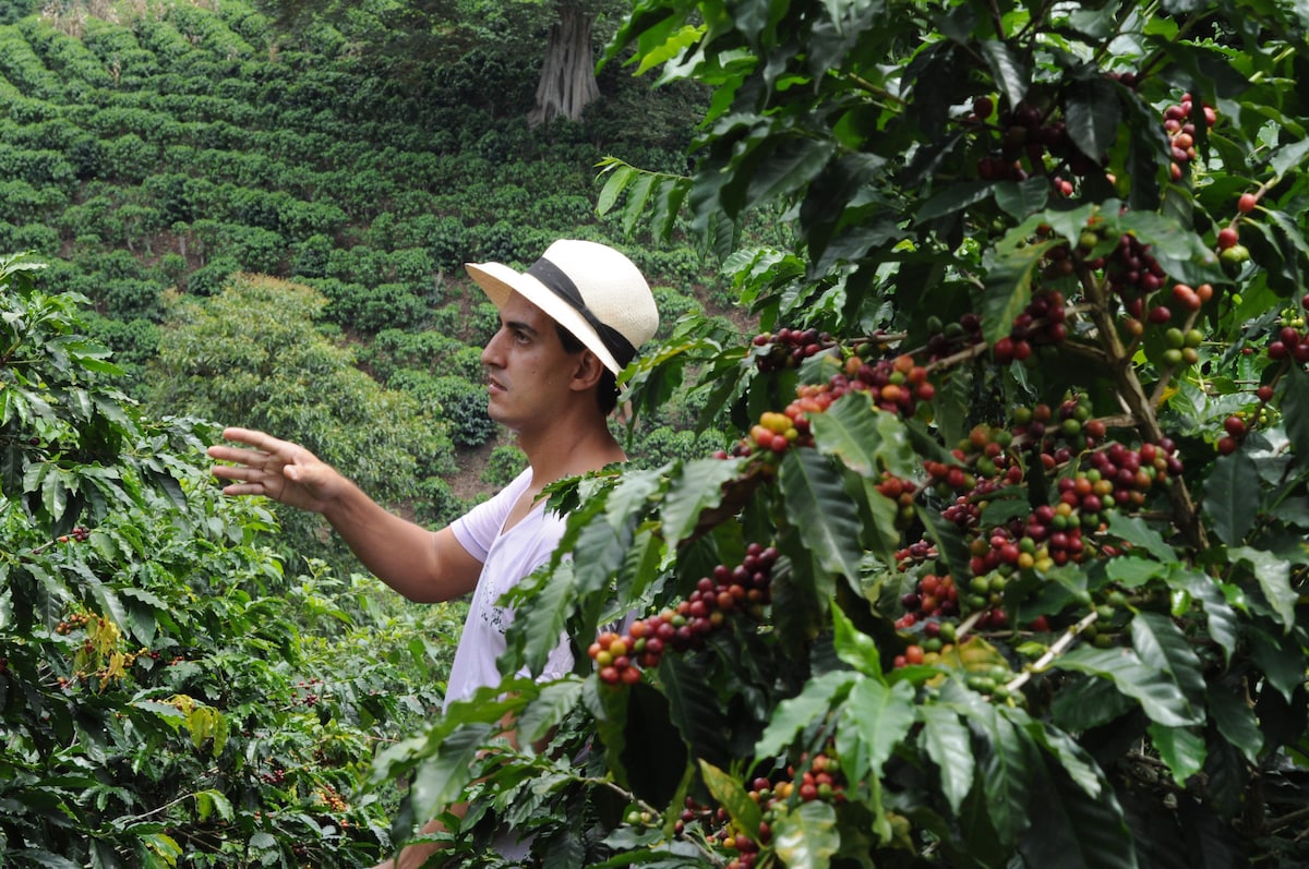Les meilleures activités à Coffee Axis | Visites et activités uniques ...