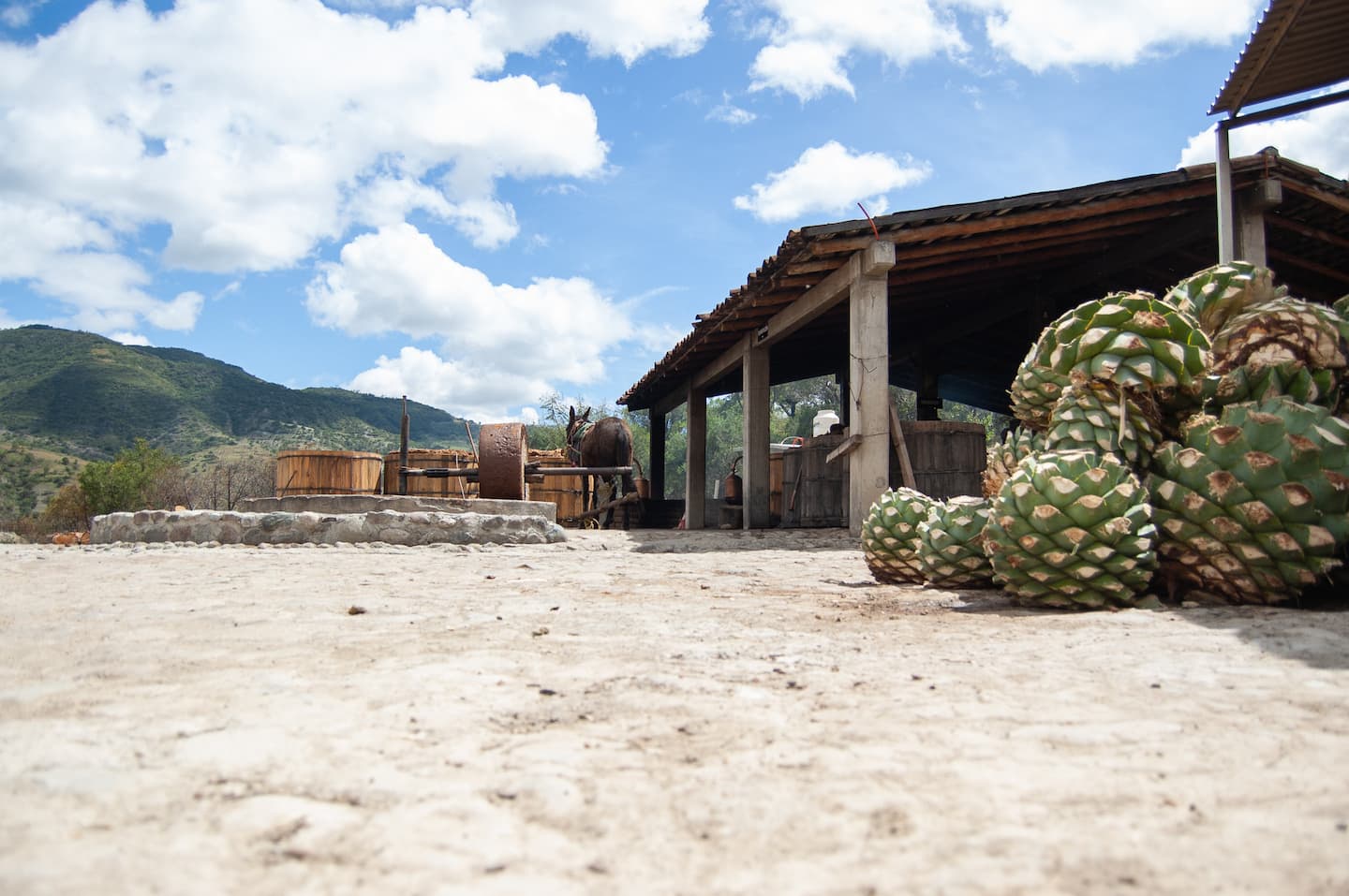 The 11 Best Oaxaca Mezcal Tours You Need to Book ASAP