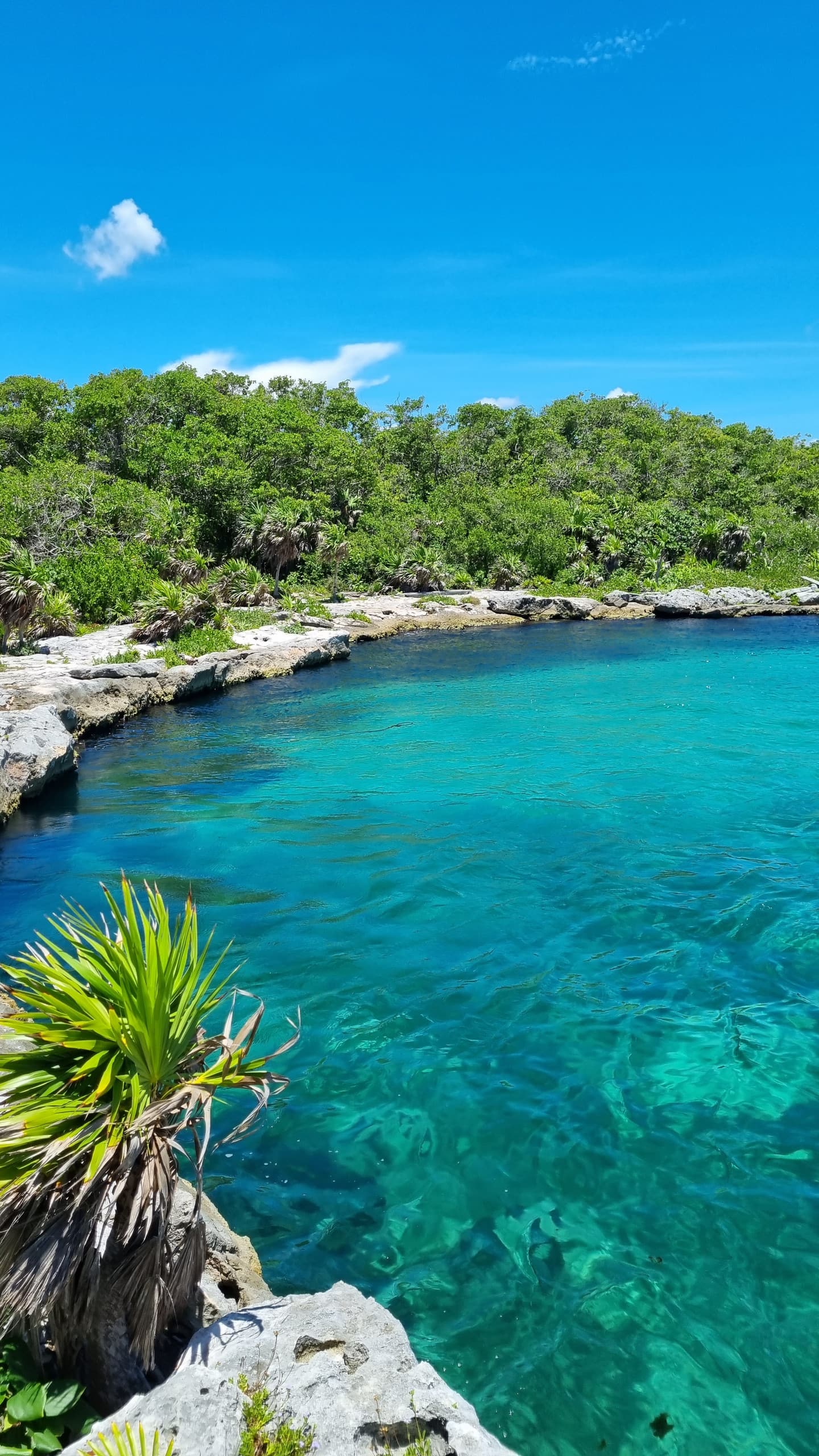 10 Highest Rated Tulum Snorkeling Tours in 2023