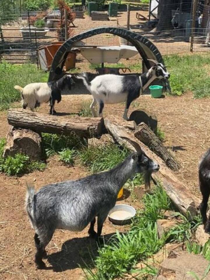 Things to Do in Boydton | 5-Star Authentic Experiences