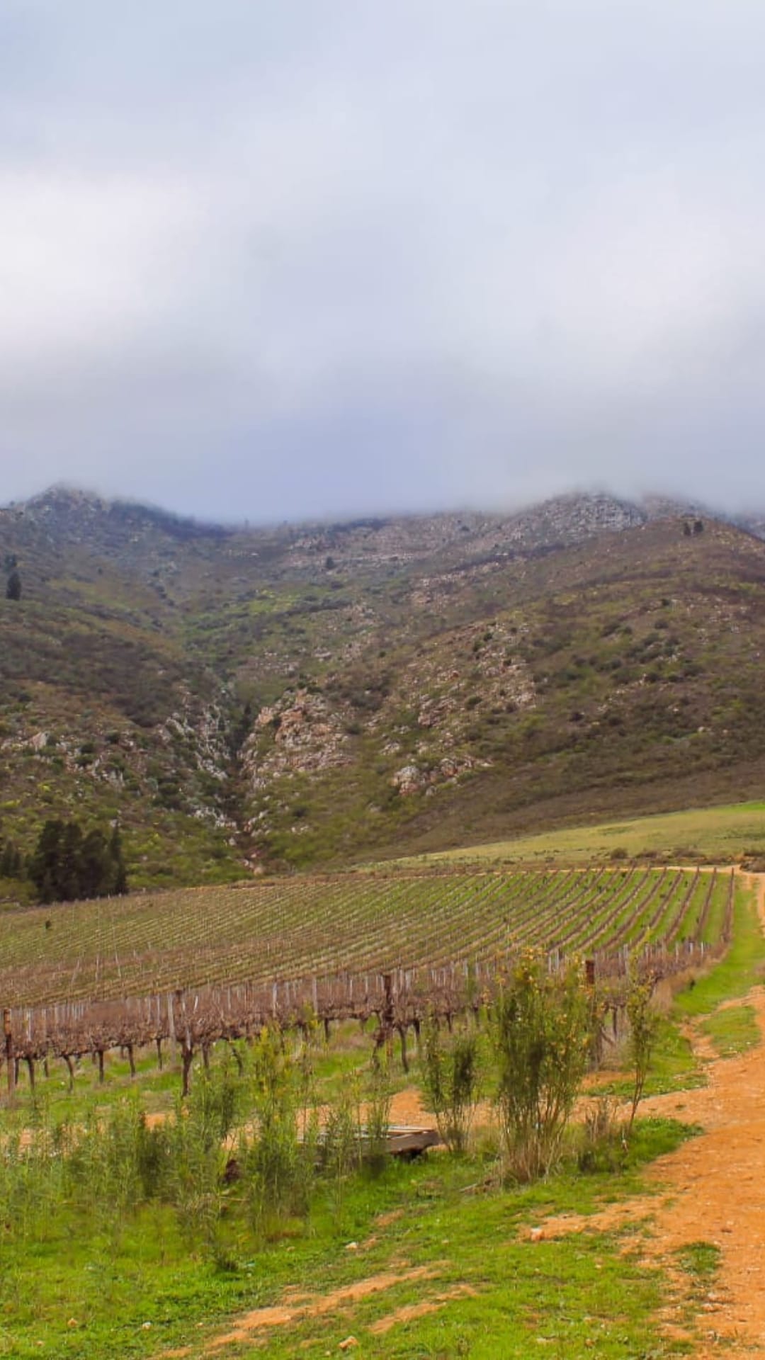 As melhores atividades Cape Winelands District Municipality | Passeios ...