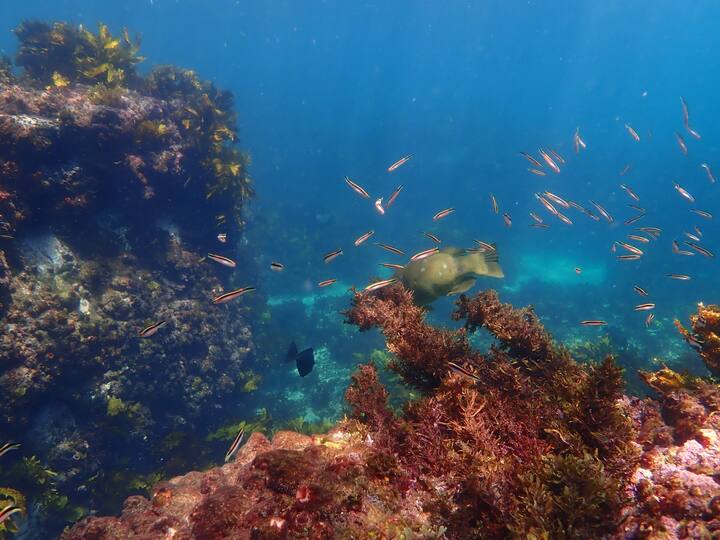 Snorkel in Manly with a local expert - Airbnb