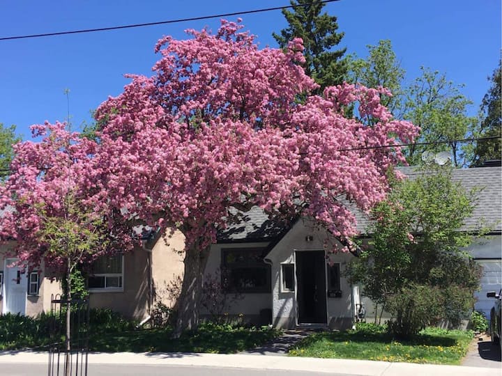 Basement Apartment On Main - One Month Minimum - Ottawa