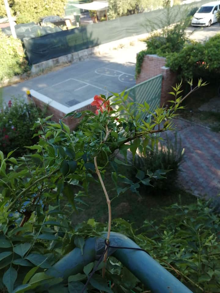 Casa Vacanze A Lucca14sett -26ott - Lucca