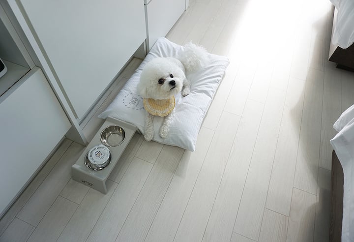 [멍캉스] #애견동반 #트윈룸 #중앙시장도보5분 - Sokcho-si