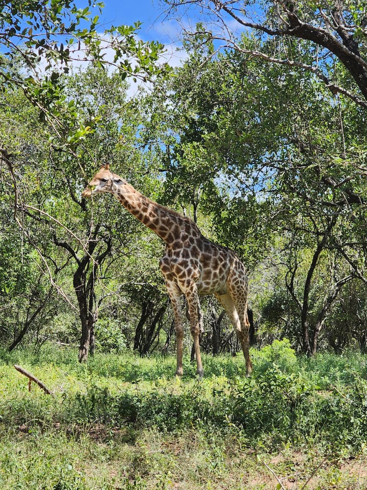 Marloth Park Vacation Rentals | Airbnb