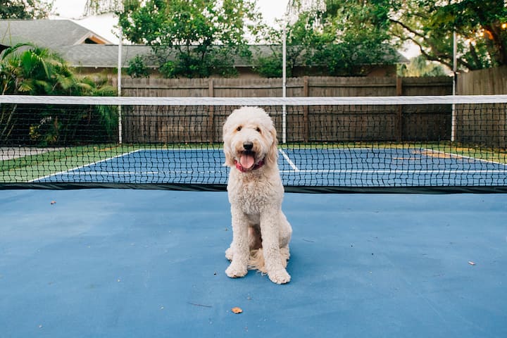 Private Backyard Pickleball + Fall Special - Tampa, FL