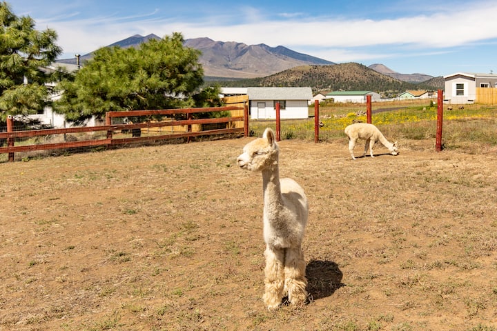 Private Guesthouse On Alpaca Ranch In Flagstaff - Arizona