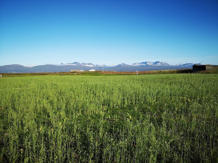 Alone Underneath The Big Sky - Islandia