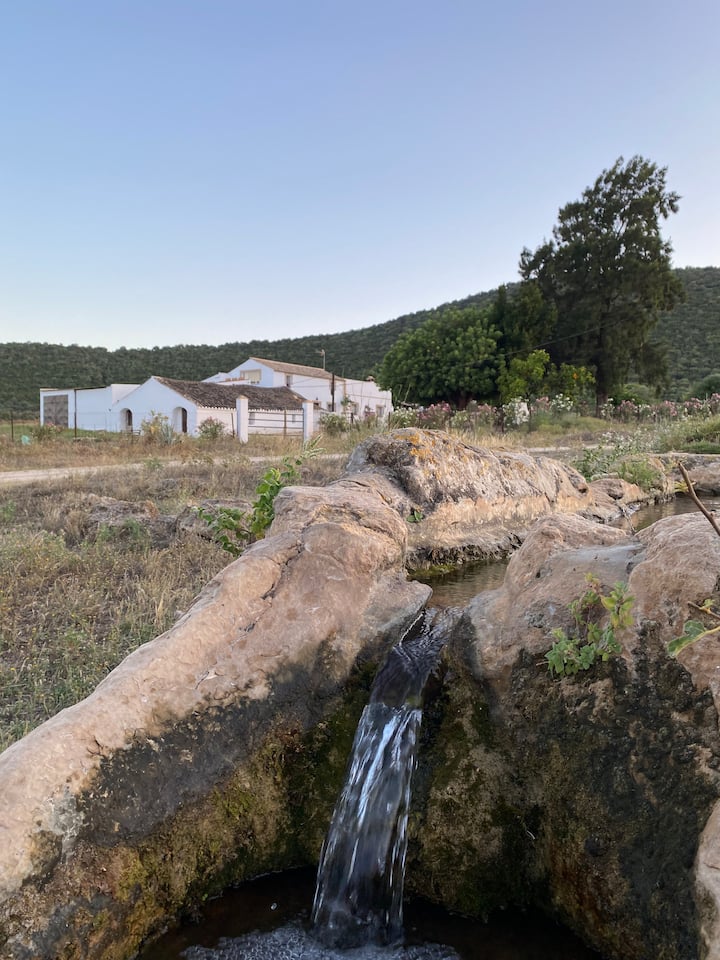 Olivar De Liche - Algar
