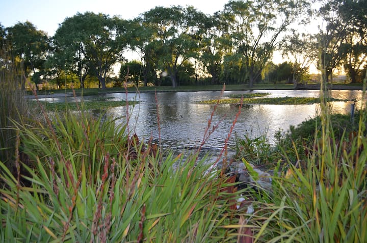 Cellarhouse, On Wine Estate & Where Lions Roar! - Stellenbosch