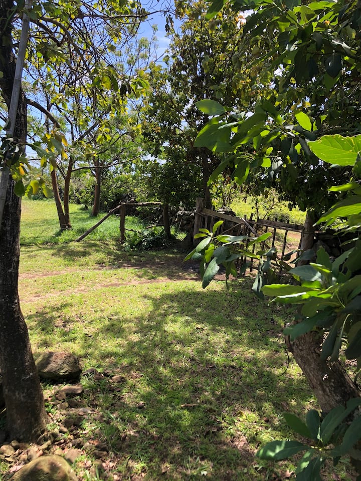 Somos Ecológicos Y Veganos - Easter Island