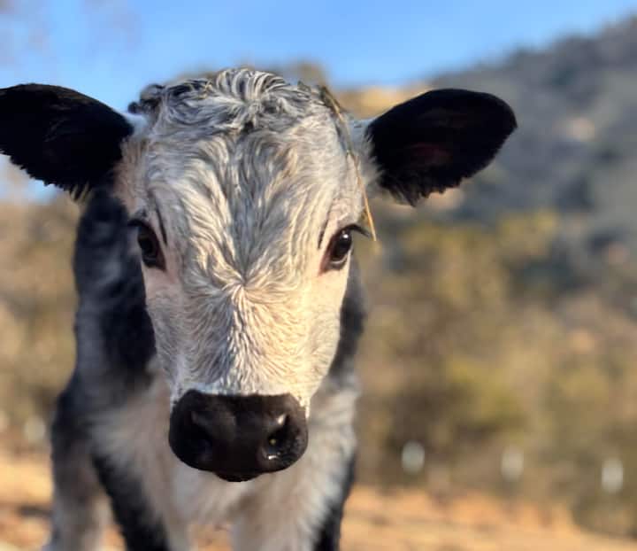 Experience A Farm, Visit Sequoia - Three Rivers, CA