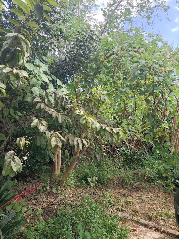 Havre Des Tropiques - Guadalupe