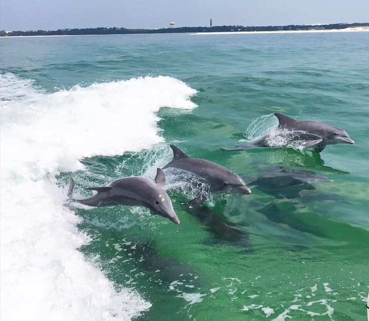 Gorg Coastal Soul 2 Club Pools/bikes/kayaks/2carts - Captiva, FL