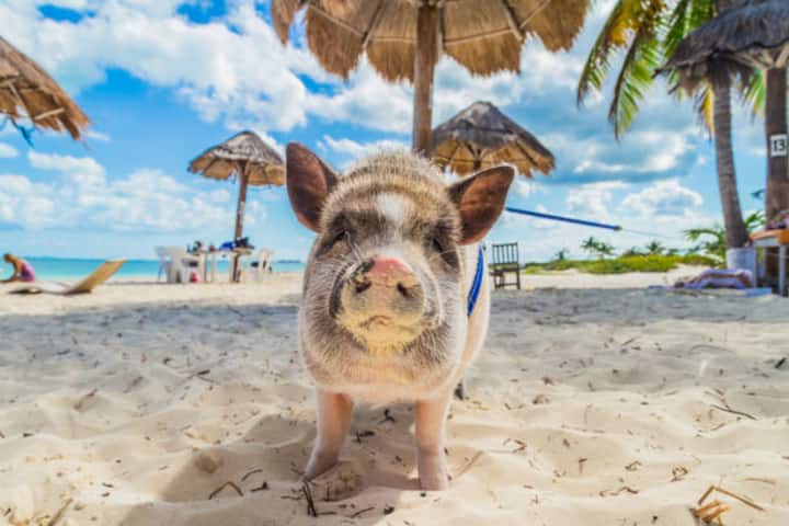 |Car Incl|~beach Bum Blvd~|bahamar|goodmans Beach| - Nassau