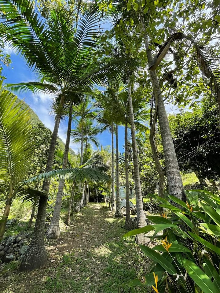 Case Insolite Au Cœur De L'île ! - La Réunion